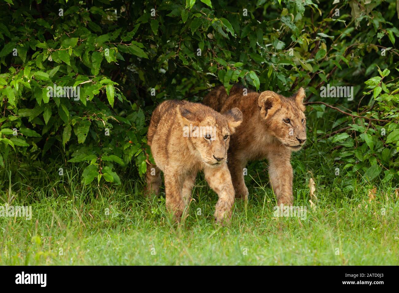 a pride of lions on the move Stock Photo - Alamy