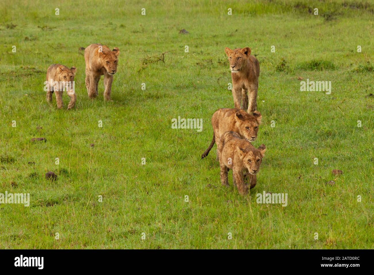 a pride of lions on the move Stock Photo - Alamy