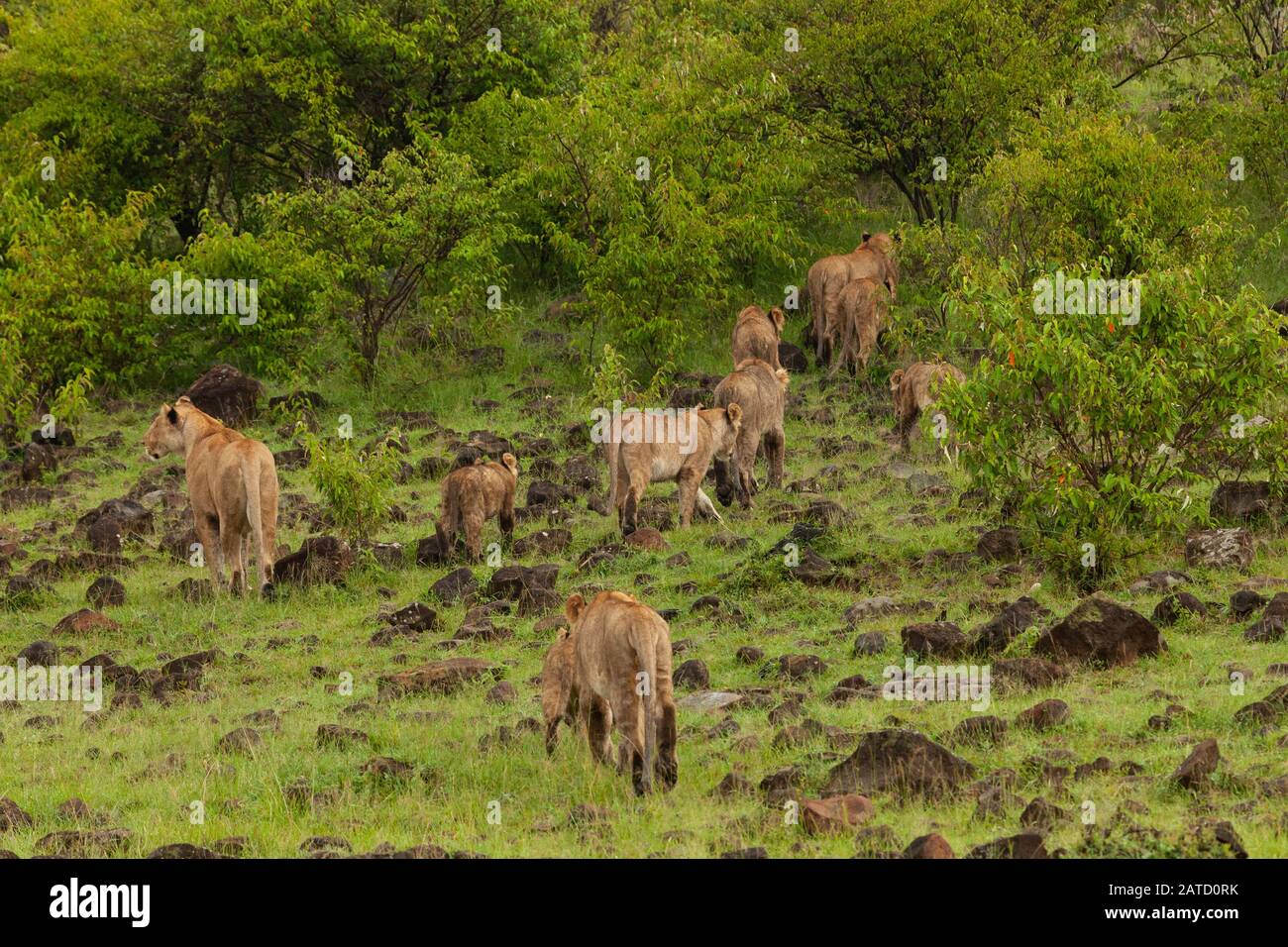 a pride of lions on the move Stock Photo - Alamy