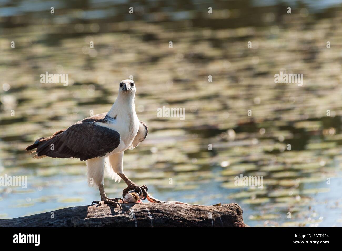 White-breasted Sea Eagle talons grasping a fish stand feeding on a log ...