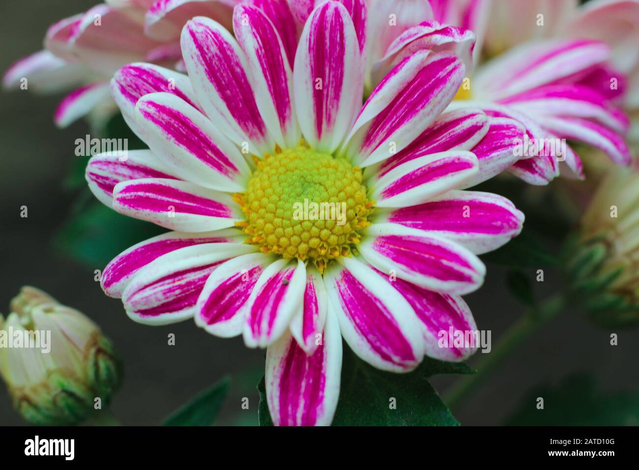Pink white mix hi-res stock photography and images - Alamy