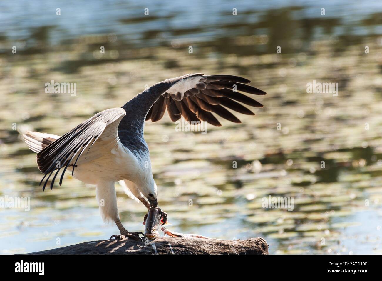 White-breasted Sea Eagle talons grasping a fish stand feeding on a log ...