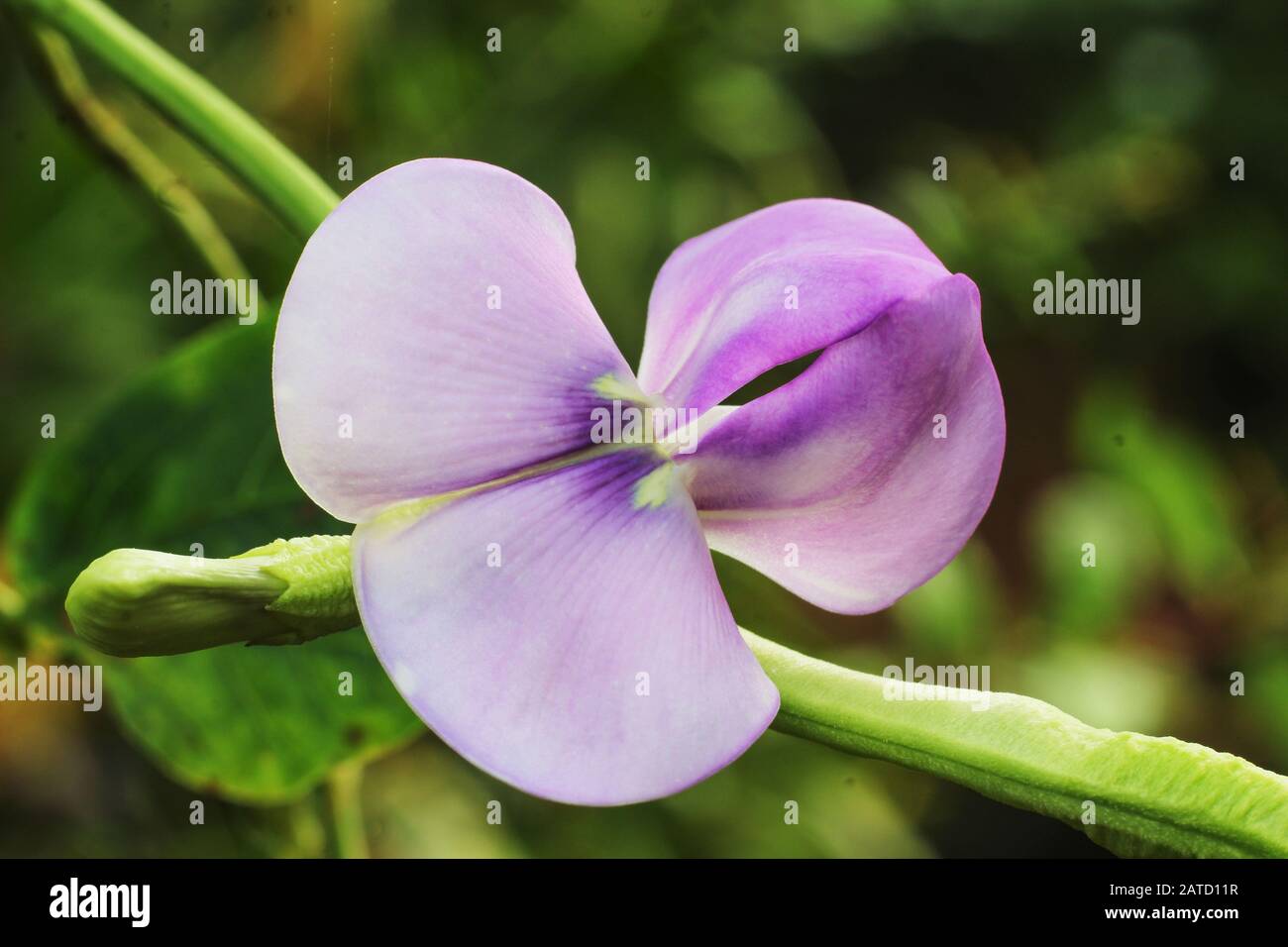 vegetable flower closeup Stock Photo - Alamy