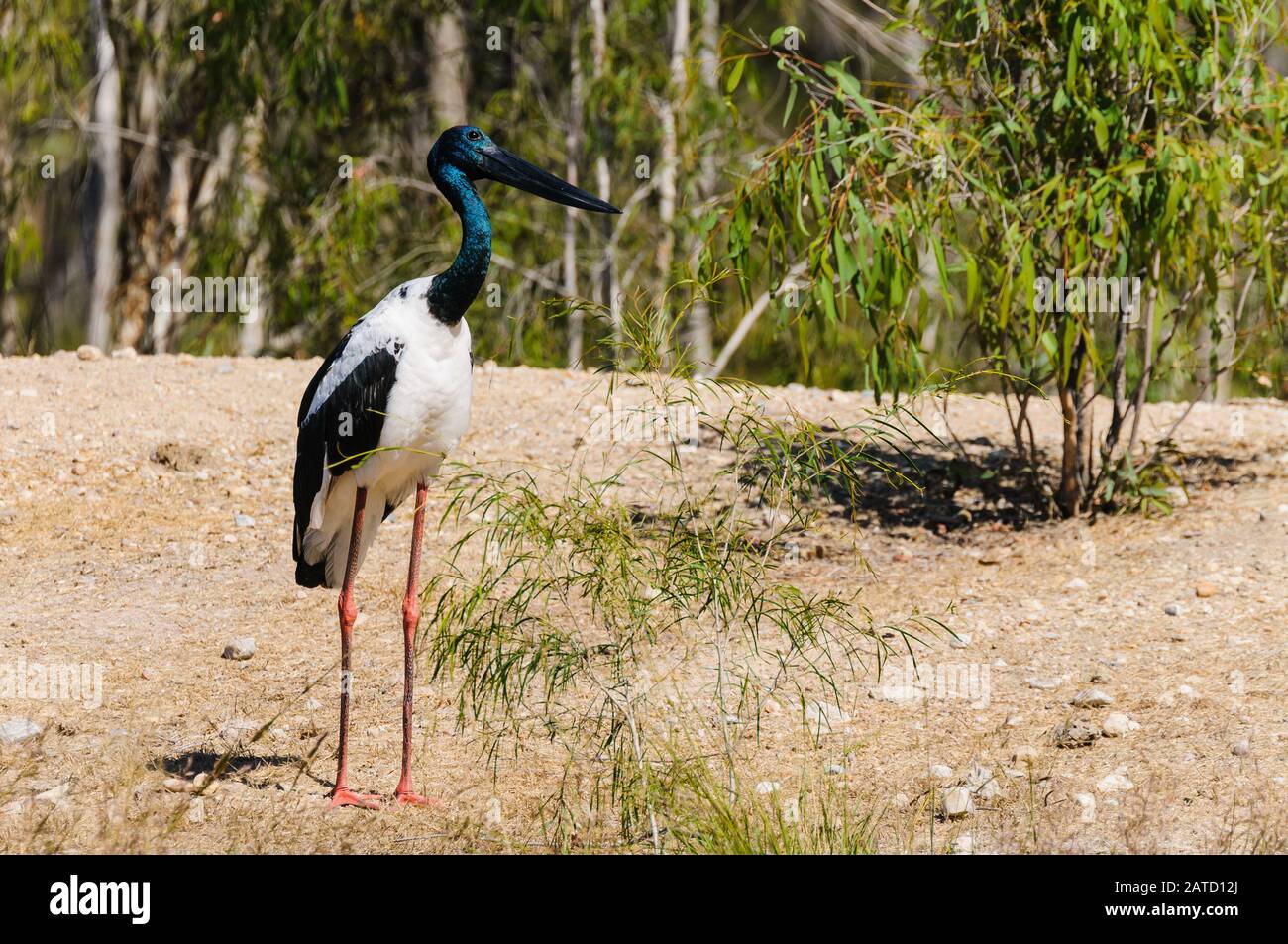 A male black-necked stork in the Queensland Gulf country in Australia ...