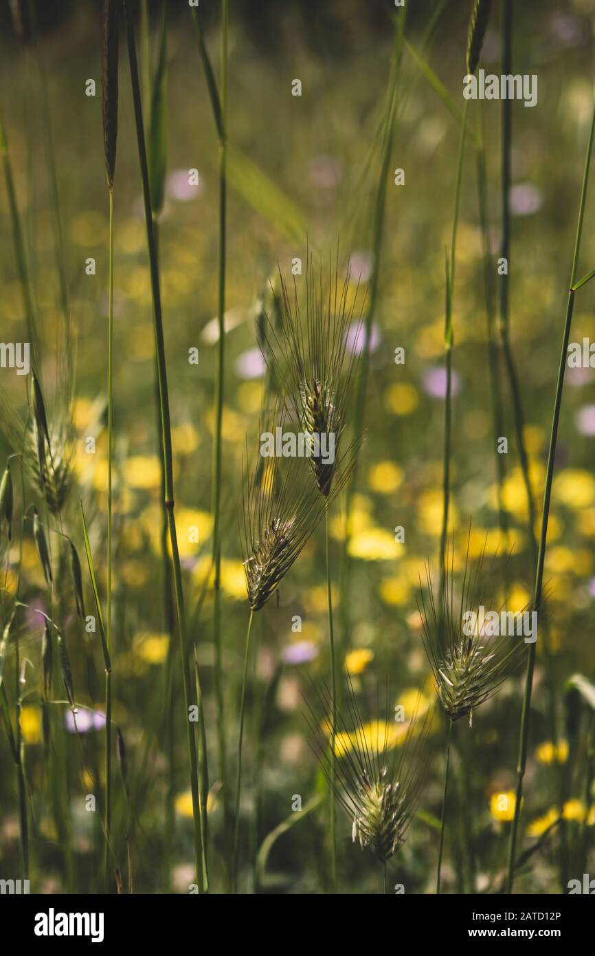 Rye grass hi-res stock photography and images - Alamy