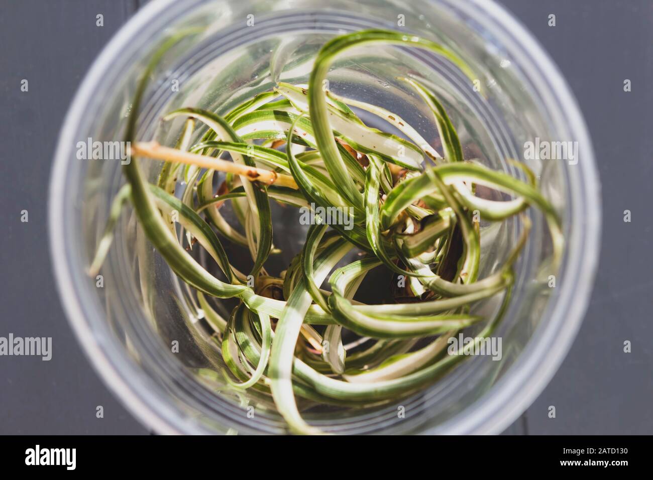 Plant with roots growing in plastic cup Stock Photo - Alamy