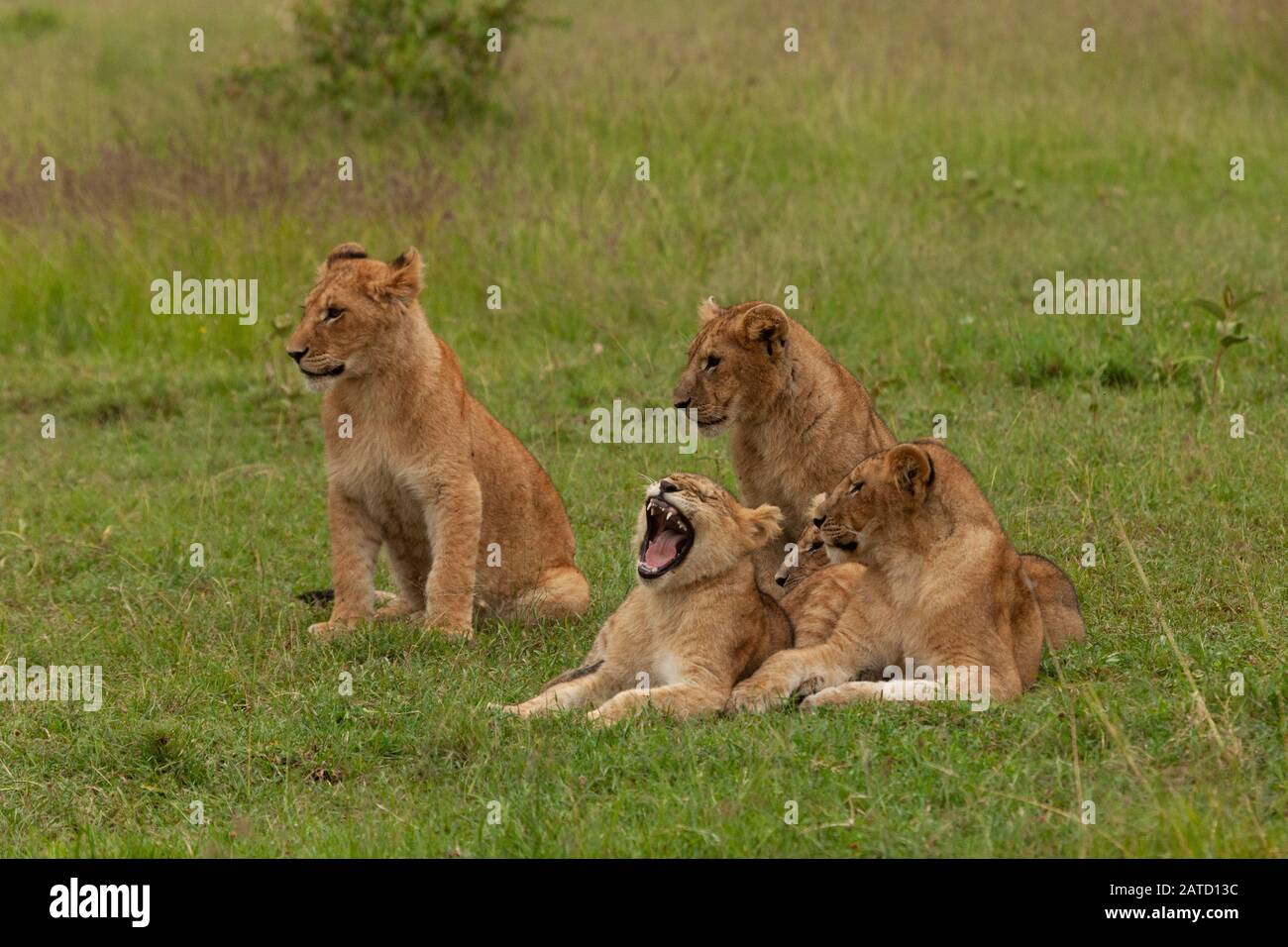 lion cubs playing Stock Photo - Alamy