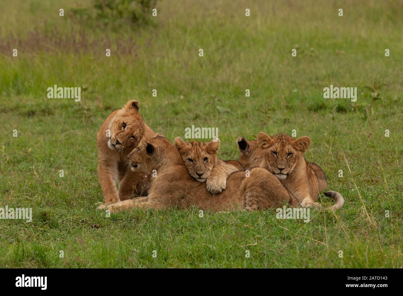 lion cubs playing Stock Photo - Alamy