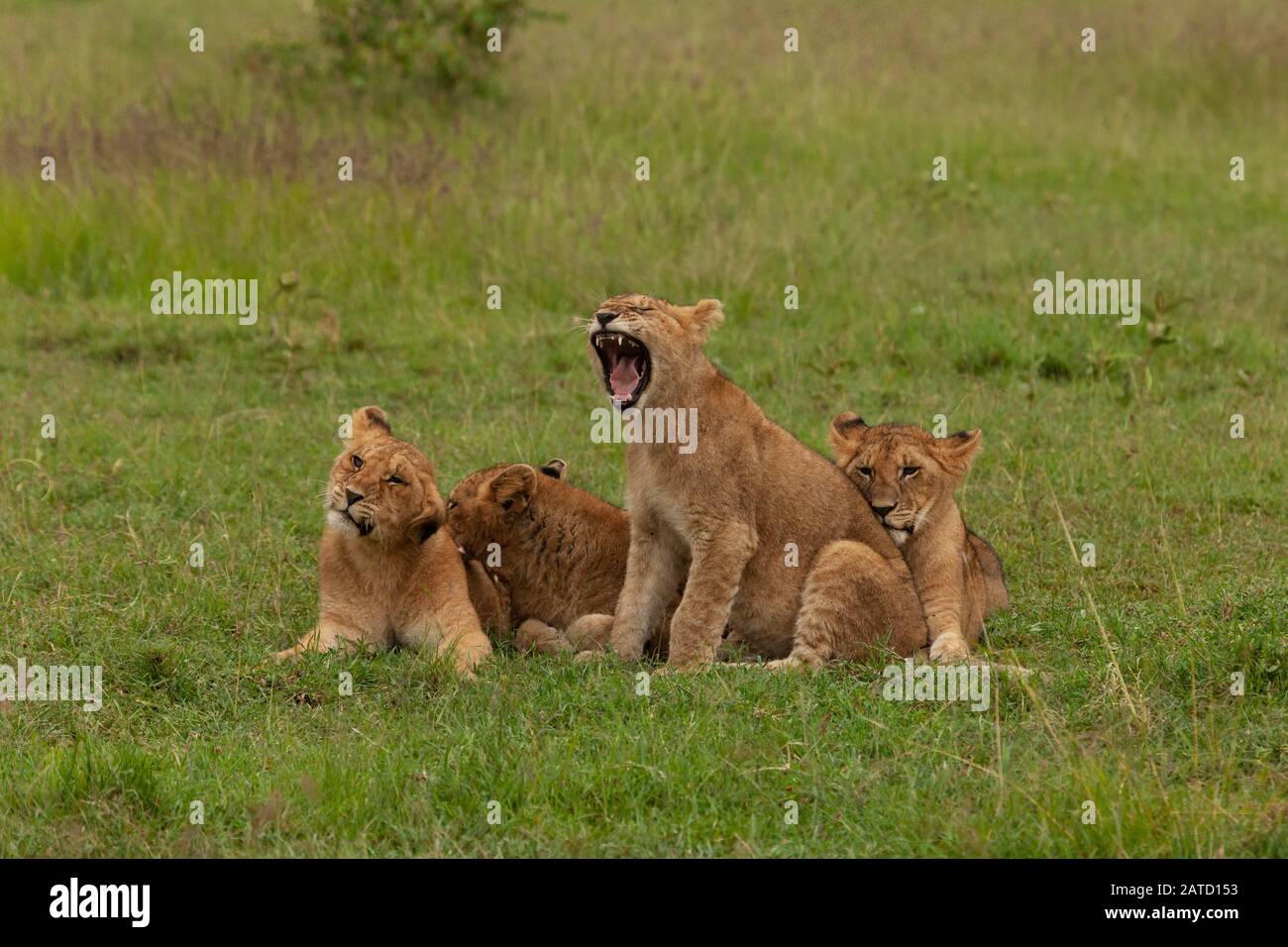 lion cubs playing Stock Photo - Alamy