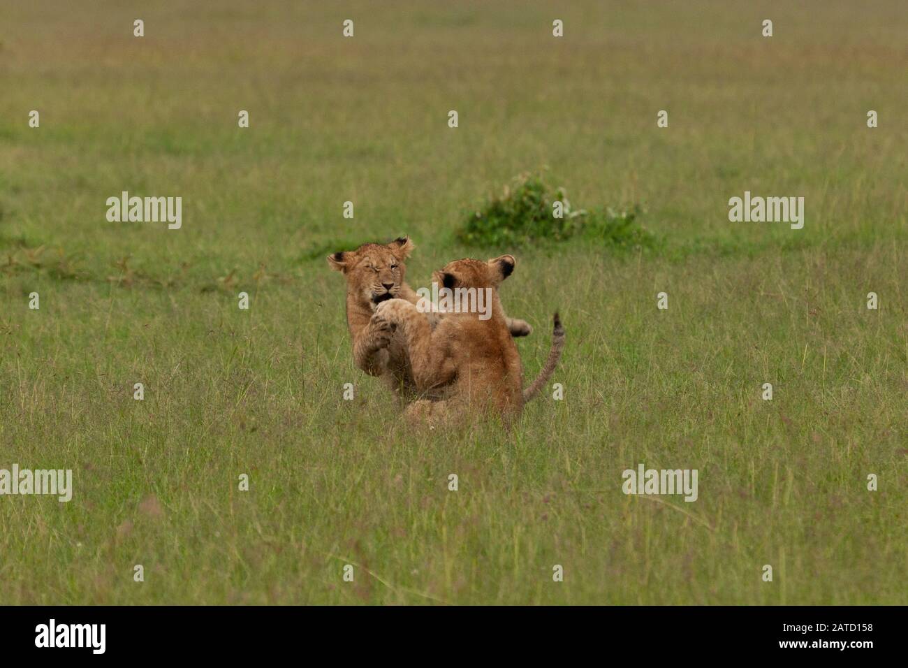 lion cubs playing Stock Photo - Alamy