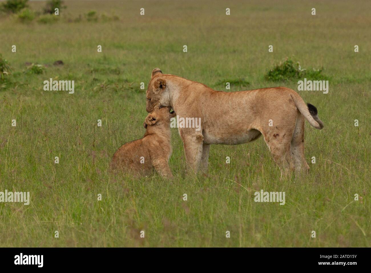 lion cubs playing Stock Photo - Alamy
