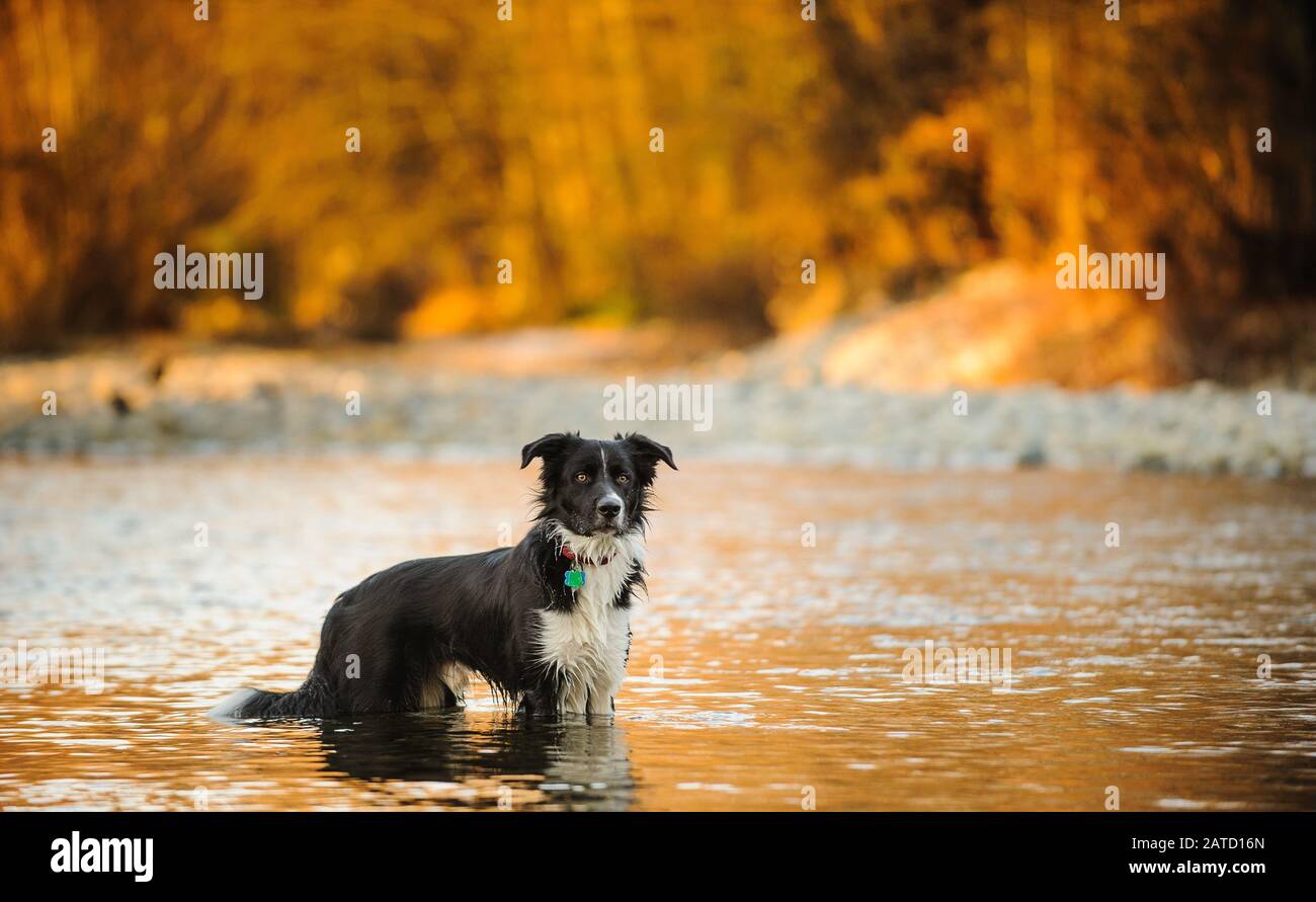 Border Collie dog outdoors Stock Photo - Alamy