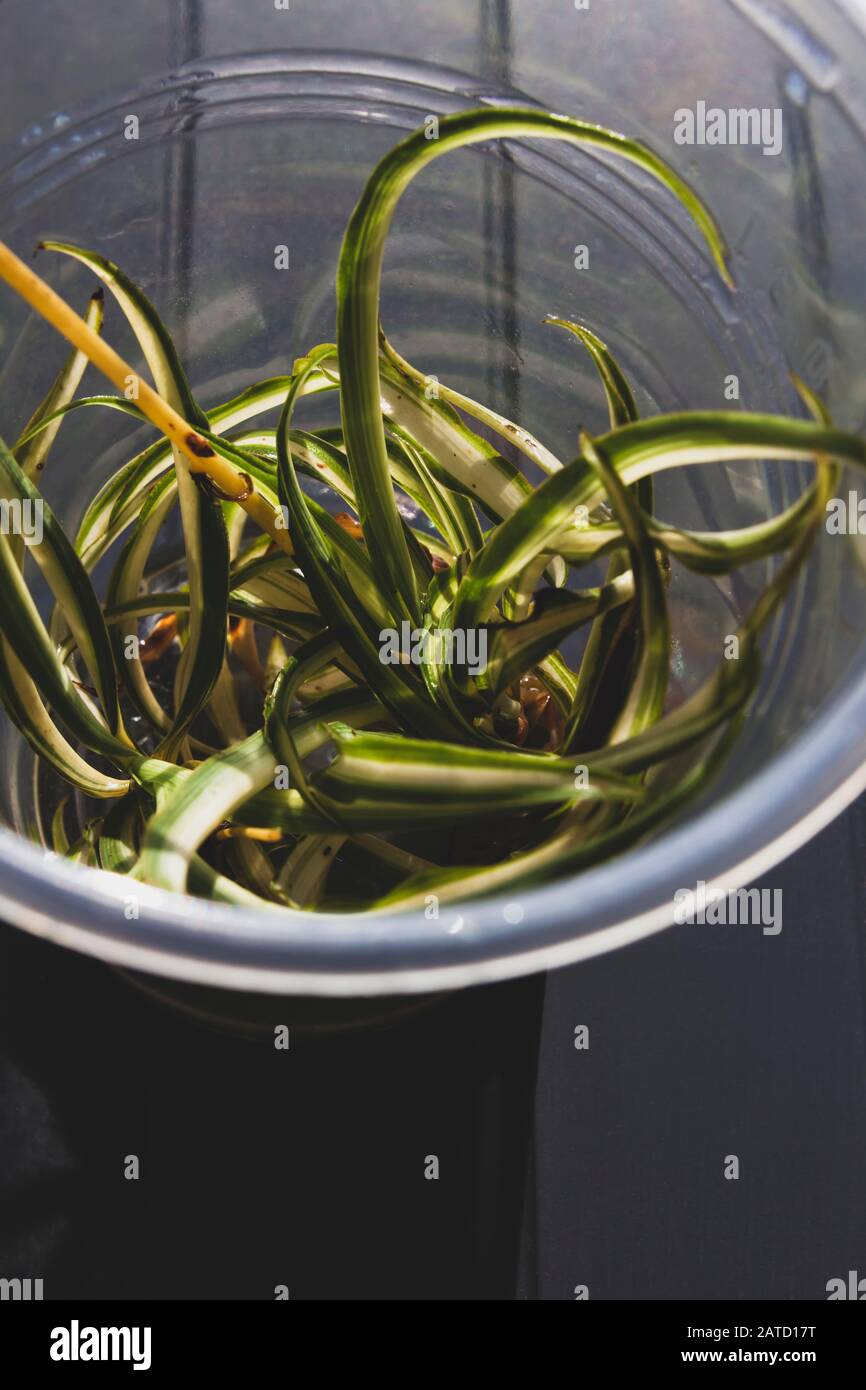 Conservation studio hi-res stock photography and images - Alamy