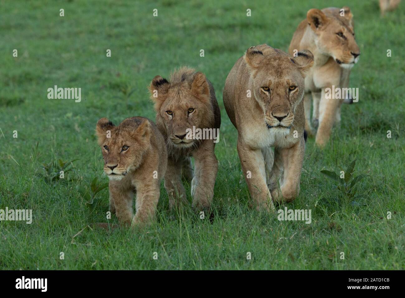 a pride of lions on the move Stock Photo - Alamy