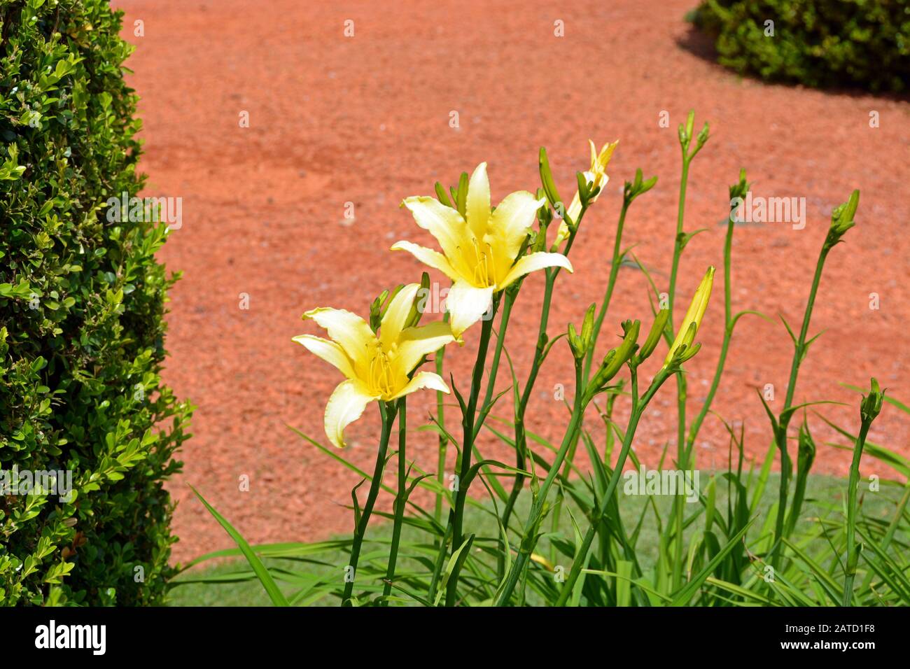 Yellow lilies hi-res stock photography and images - Alamy