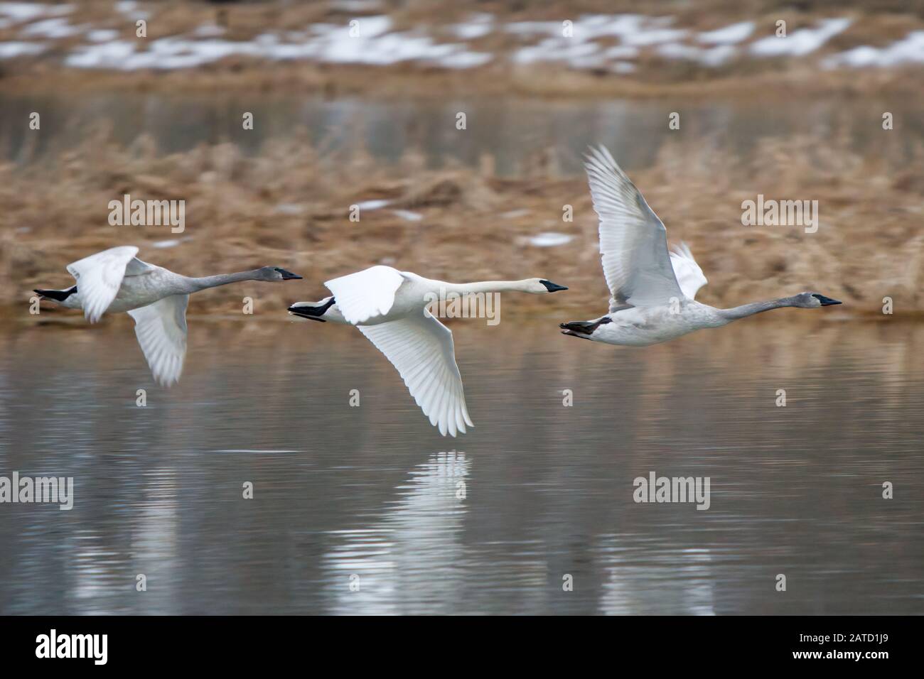 Flying swans hi-res stock photography and images - Alamy