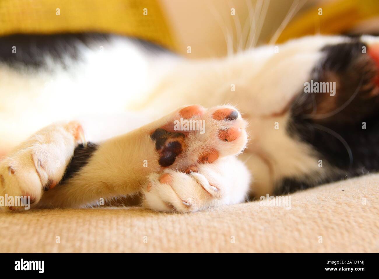 Cute paws of a sleeping cat in a cozy bed, close up Stock Photo - Alamy