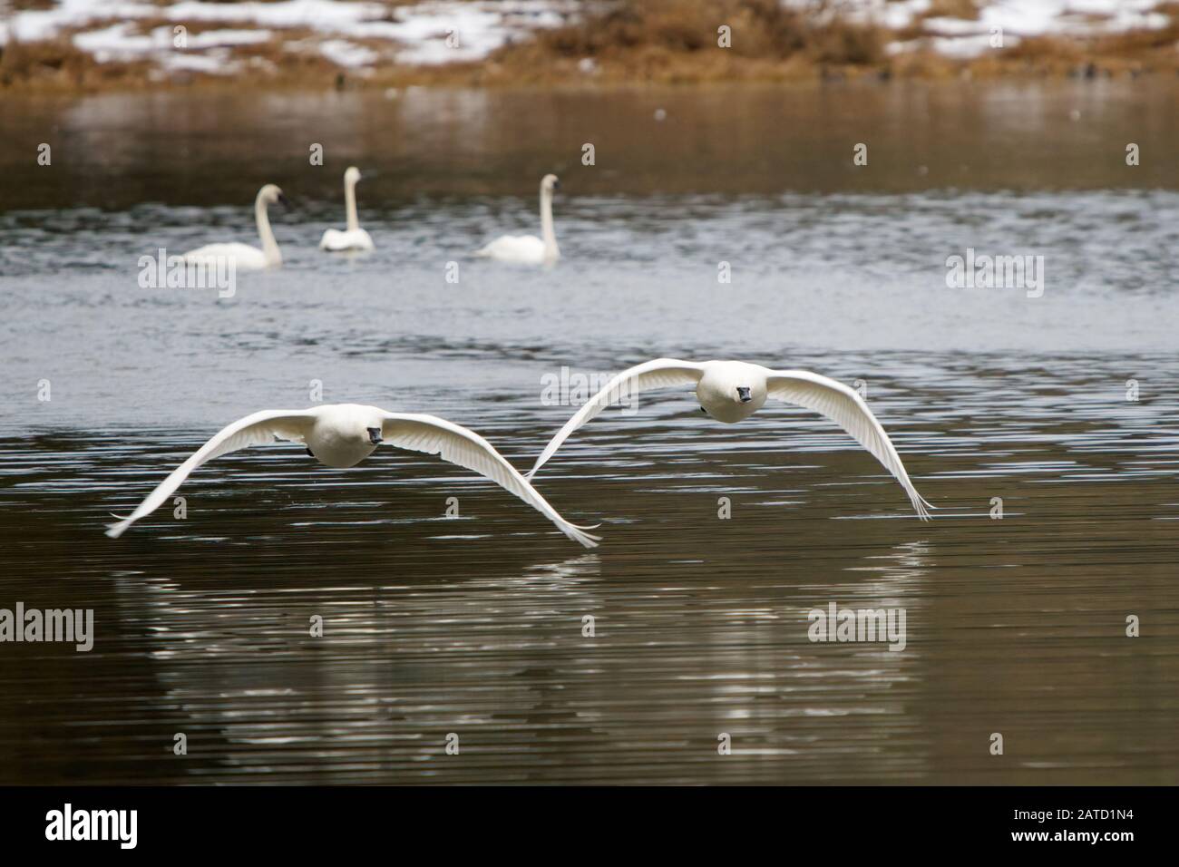 Flying swans hi-res stock photography and images - Alamy