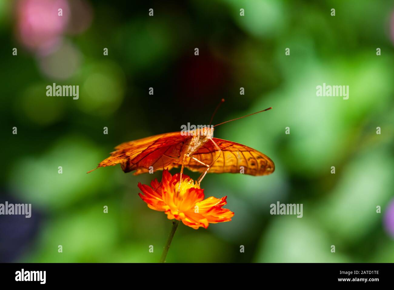 Vindula dejone vindula dejone hi-res stock photography and images - Alamy