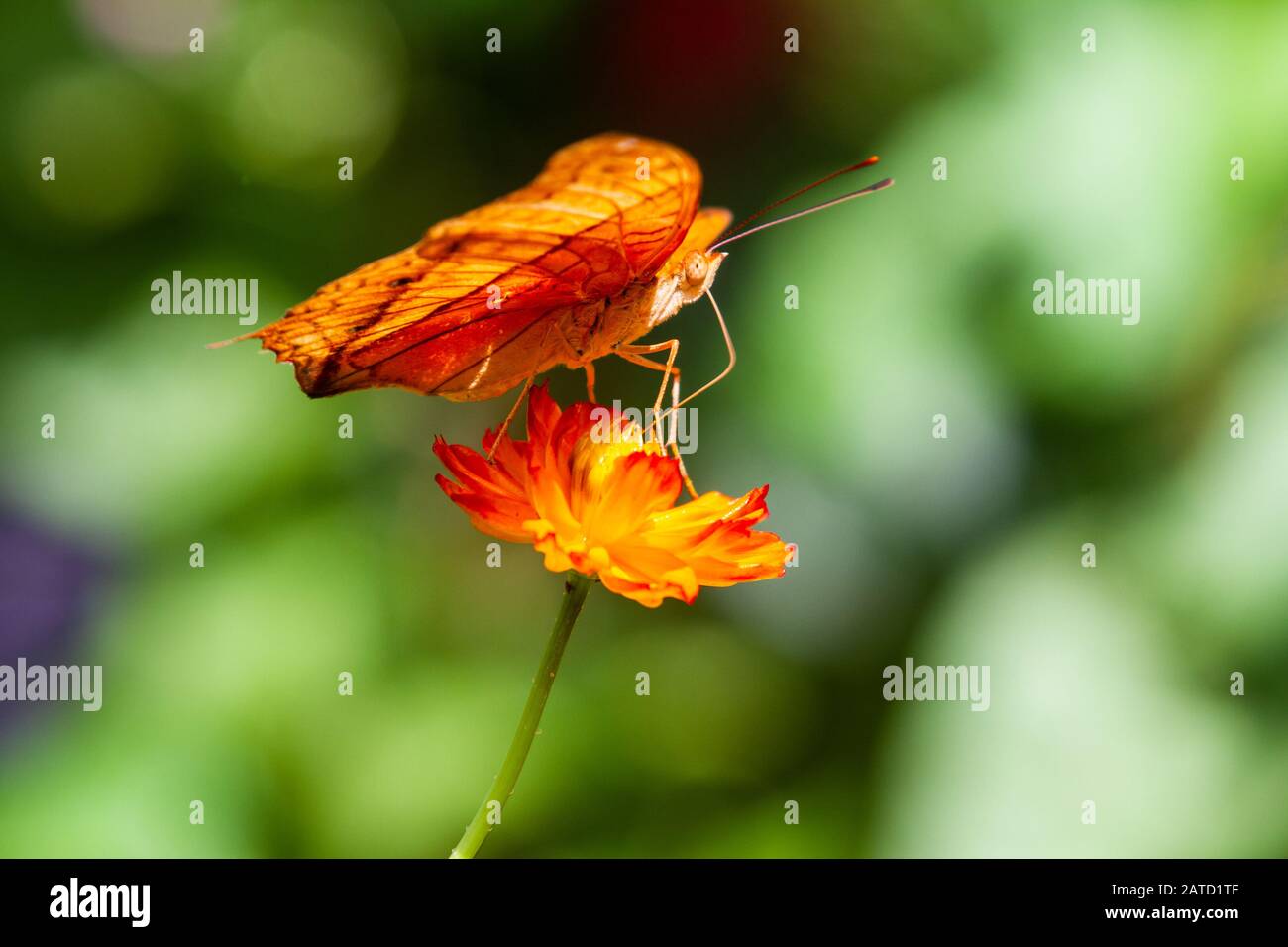 Vindula dejone vindula dejone hi-res stock photography and images - Alamy