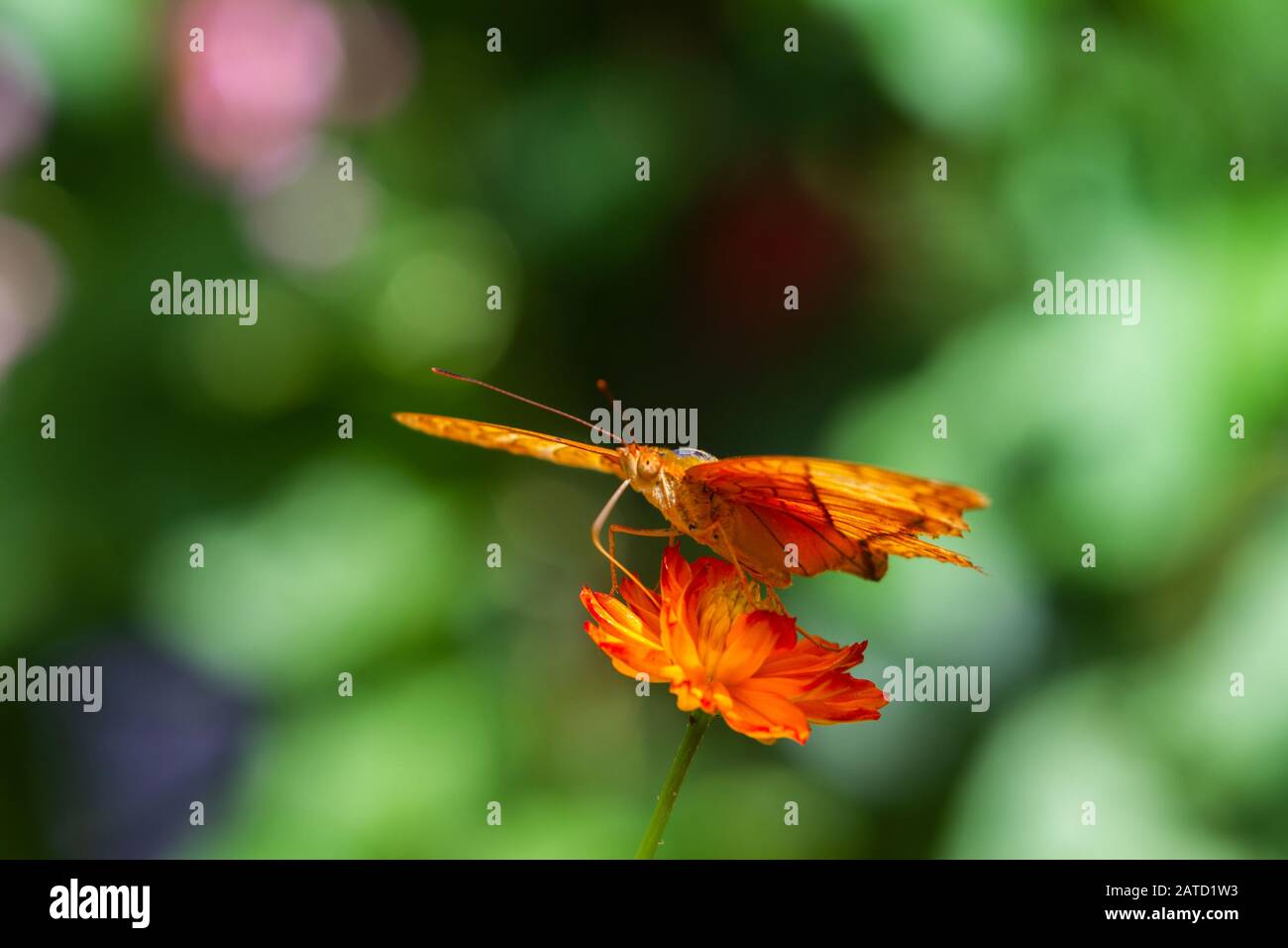 Vindula dejone vindula dejone hi-res stock photography and images - Alamy