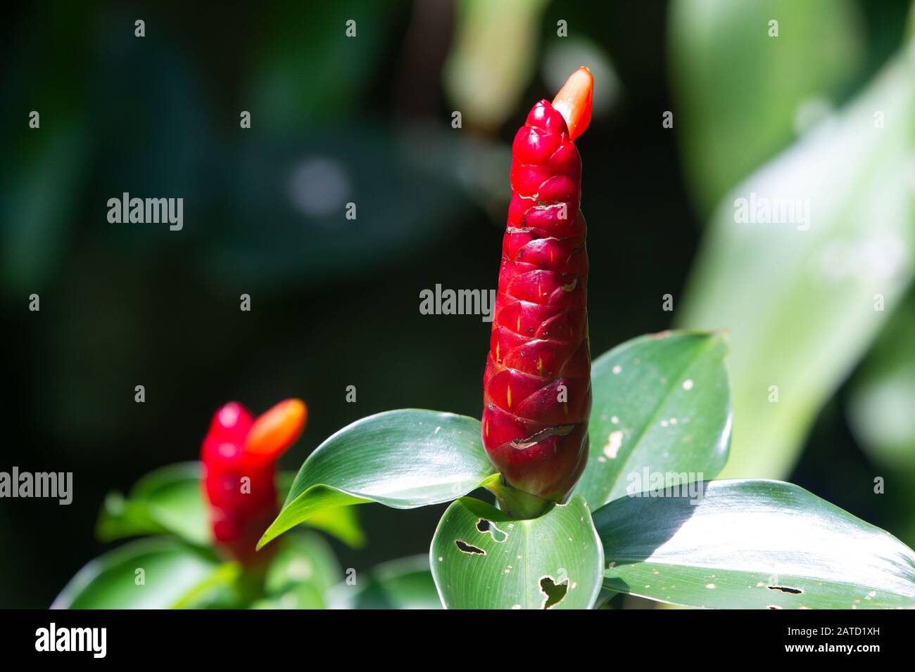 Alpinia purpurata, red ginger, also called ostrich plume and pink cone ...