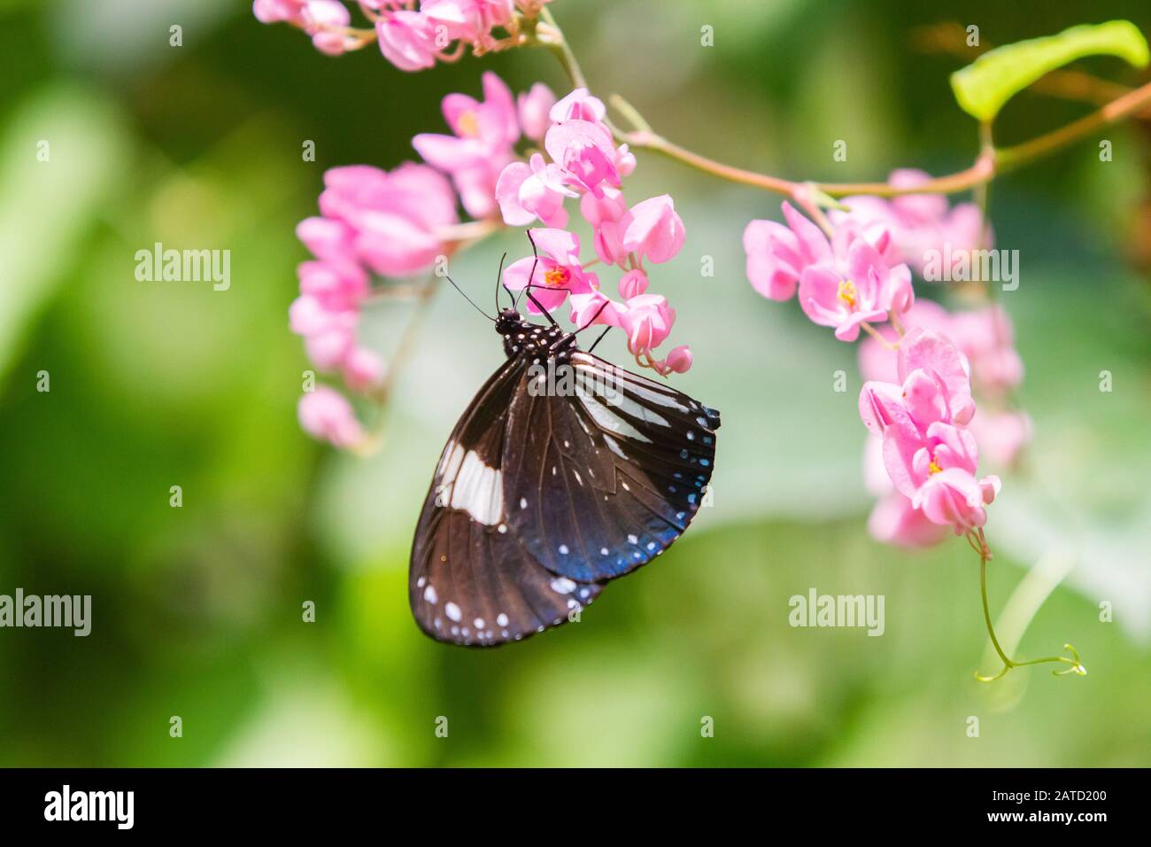 Blue and black Tirumala septentrionis, the dark blue tiger danaid ...