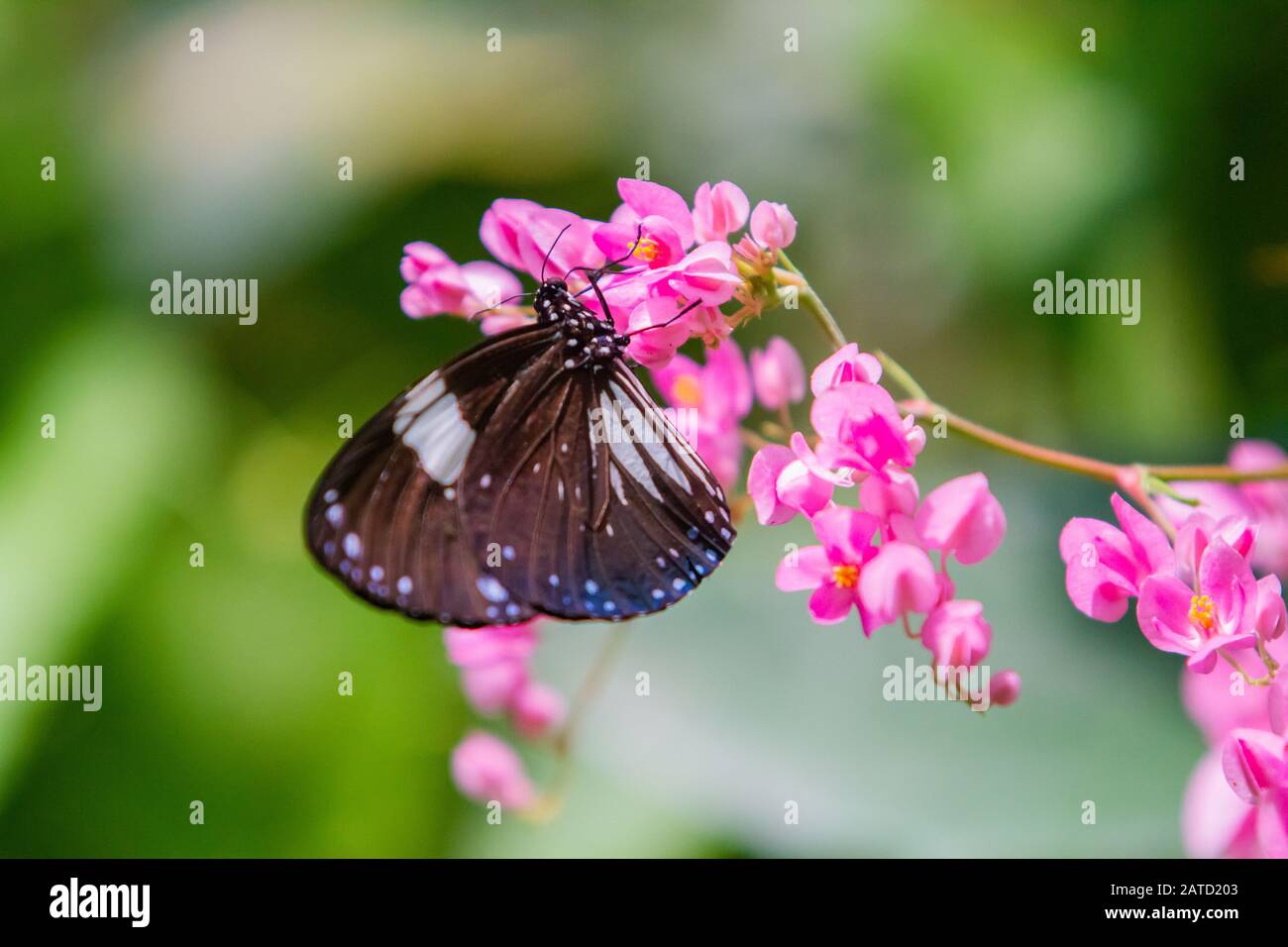Blue and black Tirumala septentrionis, the dark blue tiger danaid ...