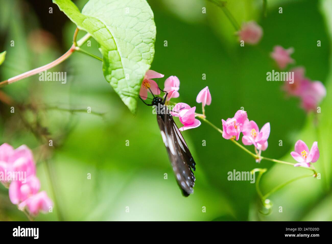 Blue and black Tirumala septentrionis, the dark blue tiger danaid ...