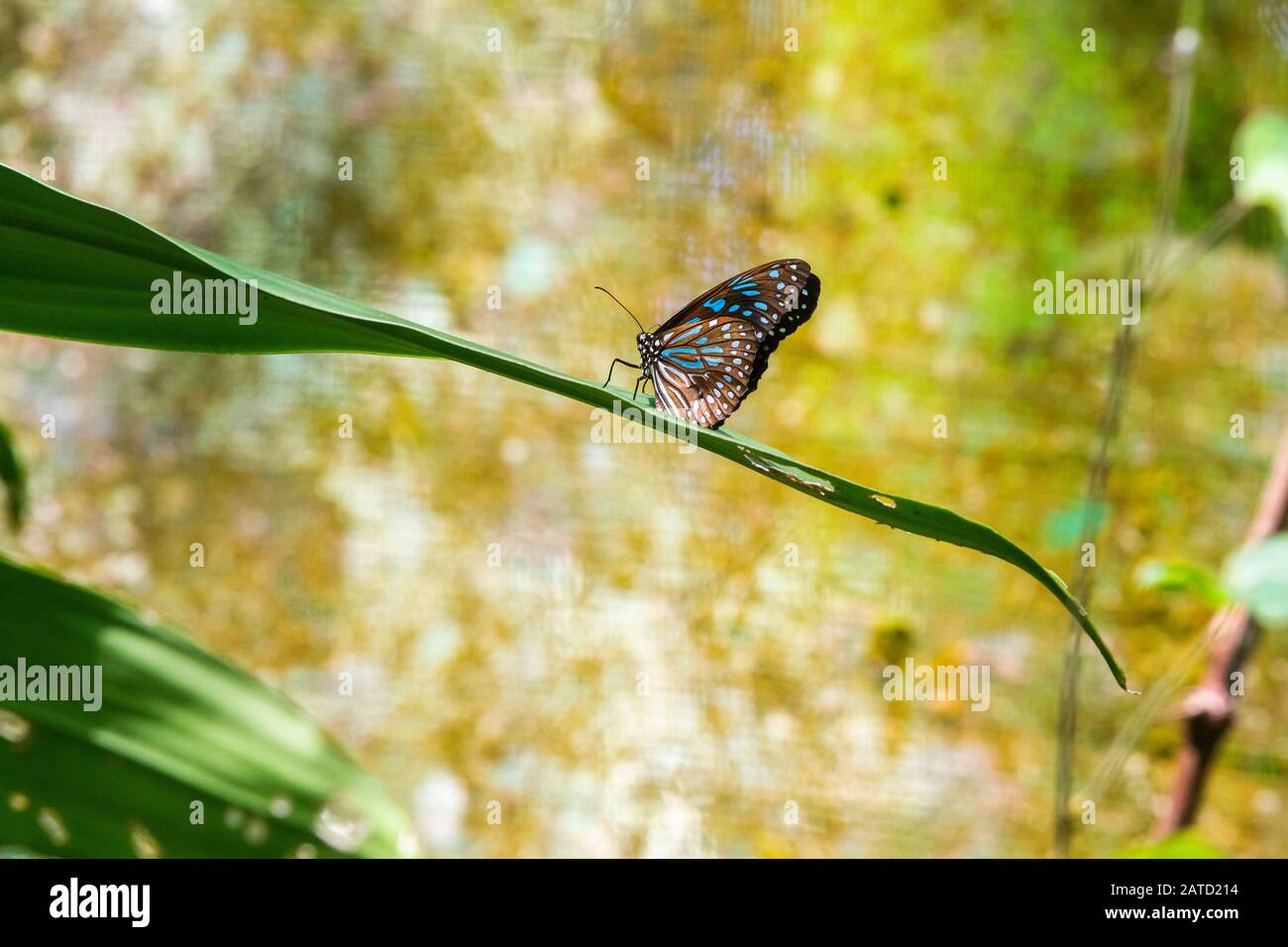 Blue and black Tirumala septentrionis, the dark blue tiger danaid ...