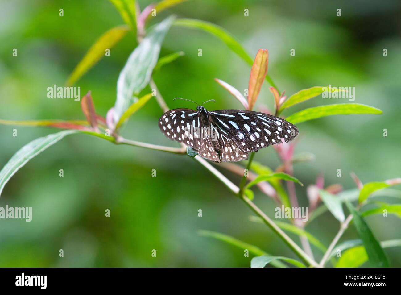 Blue and black Tirumala septentrionis, the dark blue tiger danaid ...