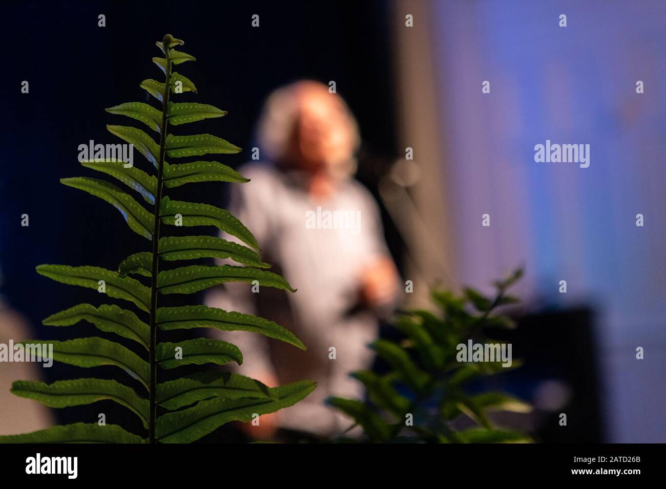 Closeup of green plant growing against male speaker giving speech in ...