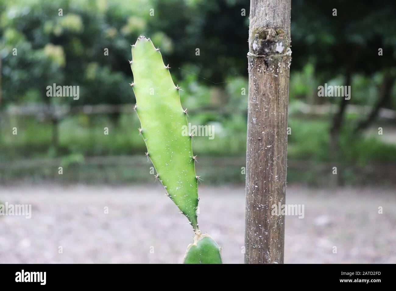 Small dragon fruit tree in the garden. Green dragon fruit tree Stock ...