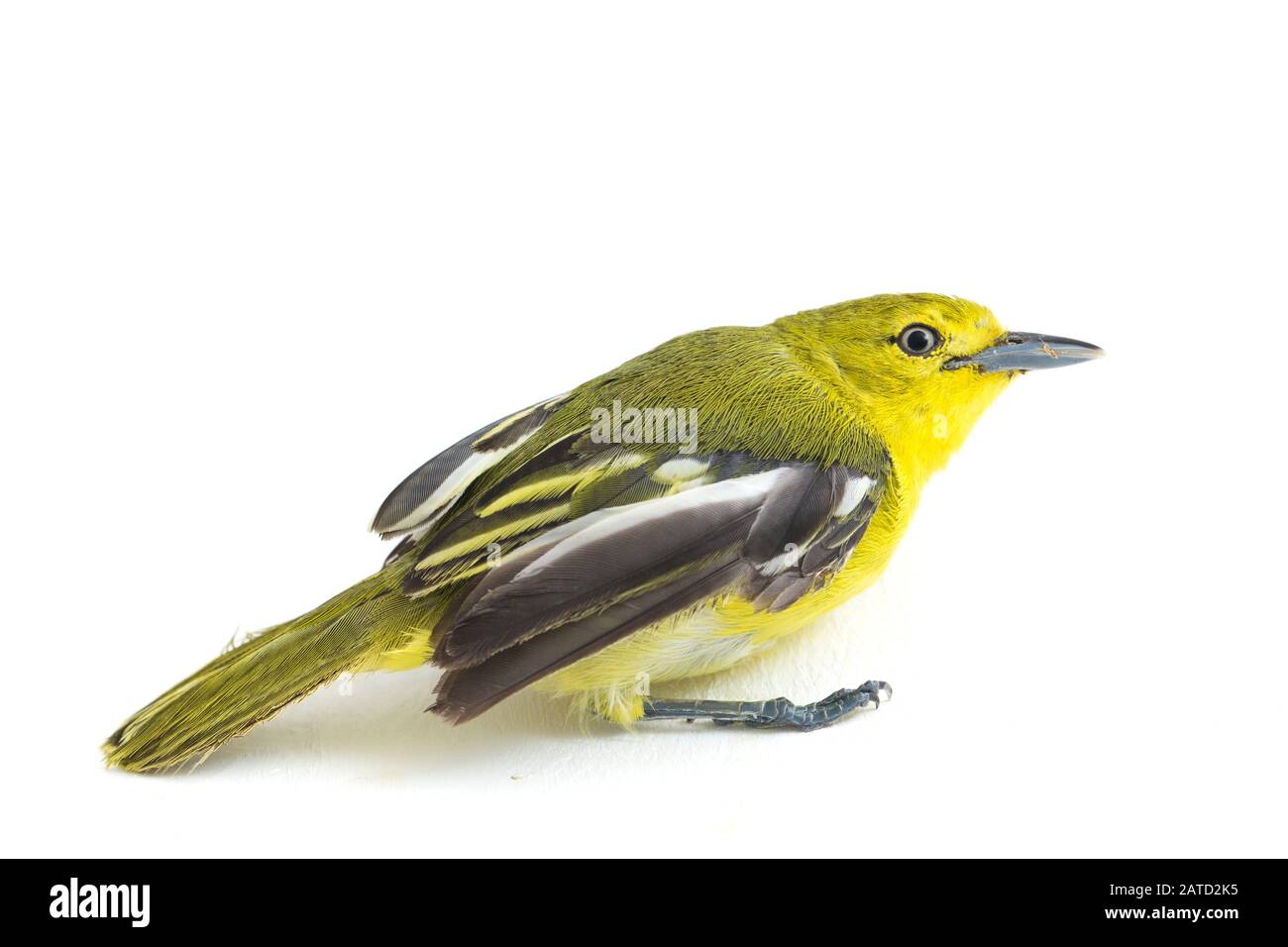 The common iora (Aegithina tiphia) isolated on white background Stock ...