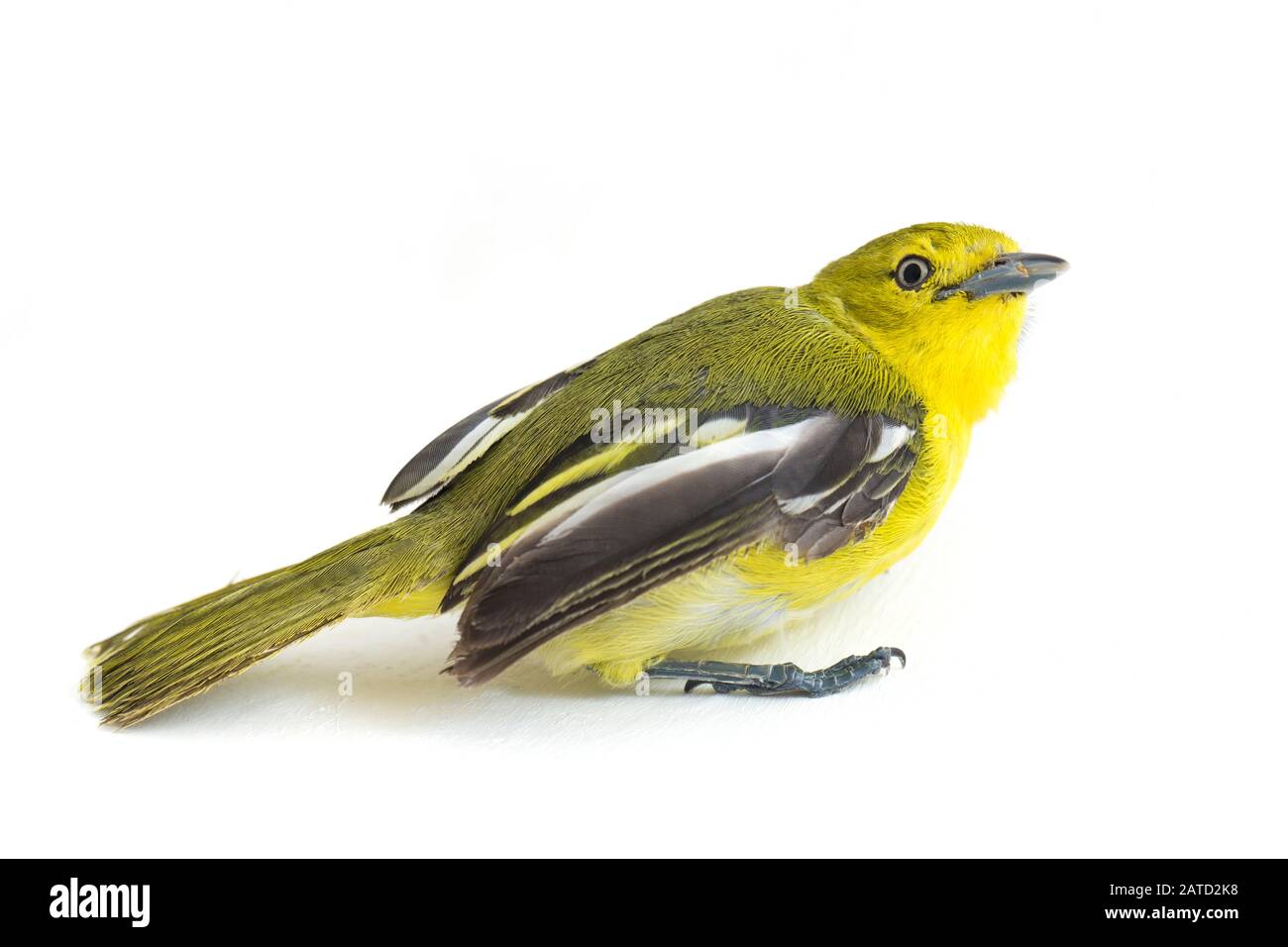 The common iora (Aegithina tiphia) isolated on white background Stock ...