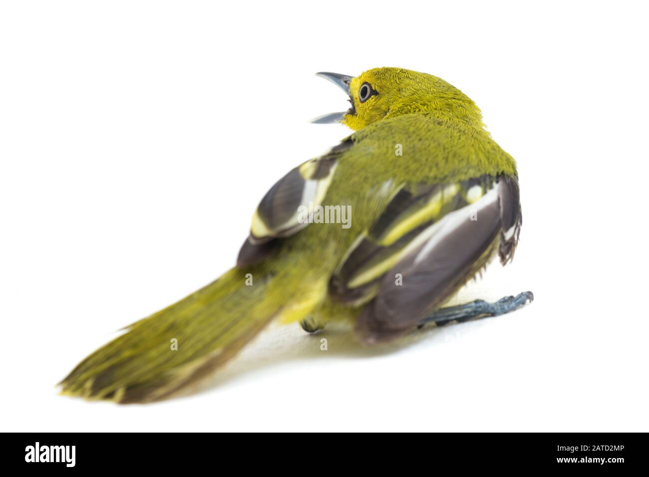 The common iora (Aegithina tiphia) isolated on white background Stock ...