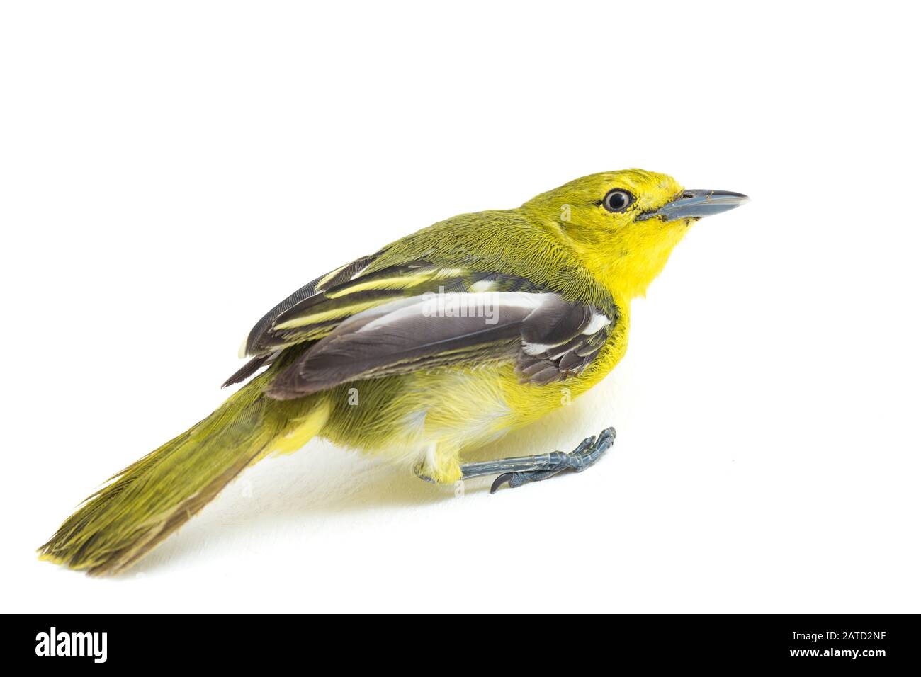The common iora (Aegithina tiphia) isolated on white background Stock ...