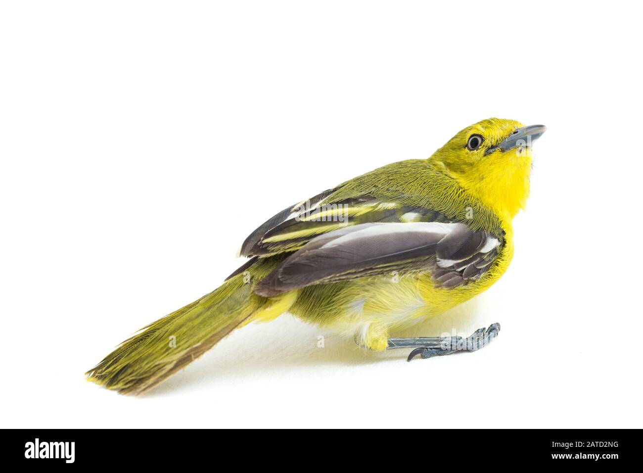 The common iora (Aegithina tiphia) isolated on white background Stock ...