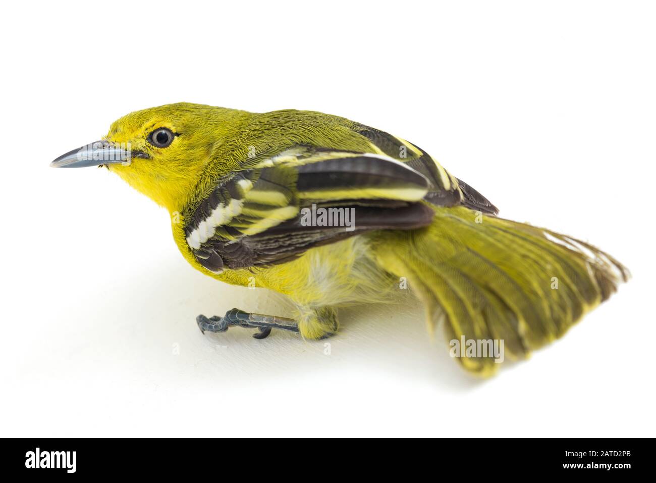 The common iora (Aegithina tiphia) isolated on white background Stock ...