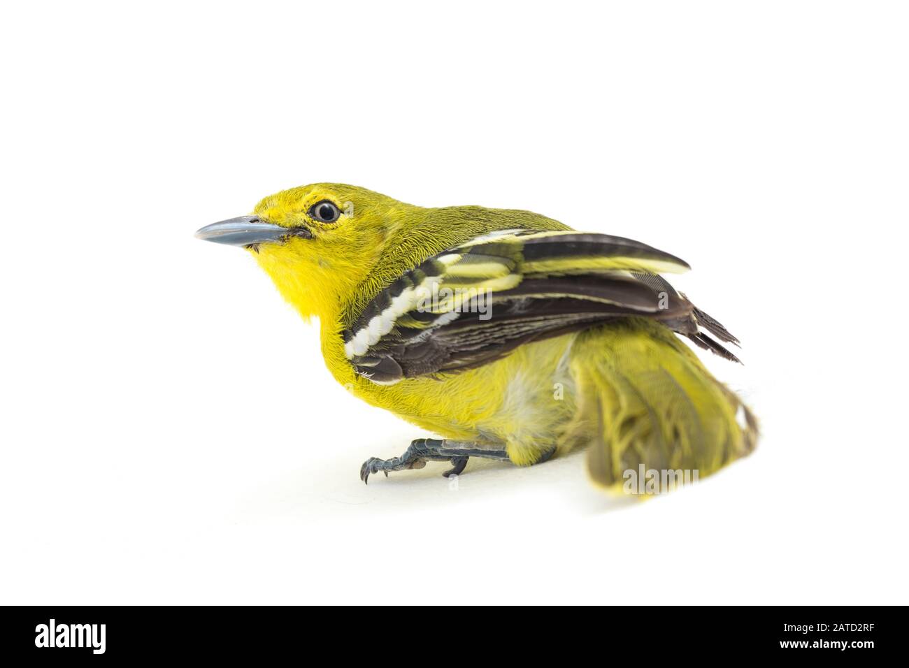 The common iora (Aegithina tiphia) isolated on white background Stock ...