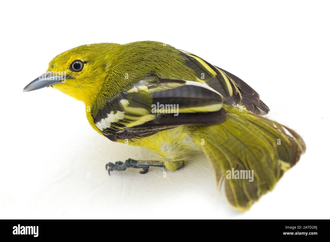 The common iora (Aegithina tiphia) isolated on white background Stock ...