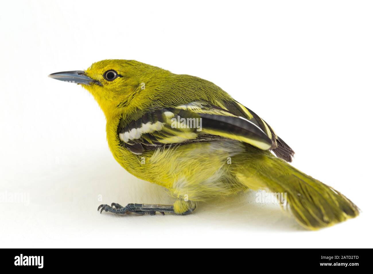 The common iora (Aegithina tiphia) isolated on white background Stock ...