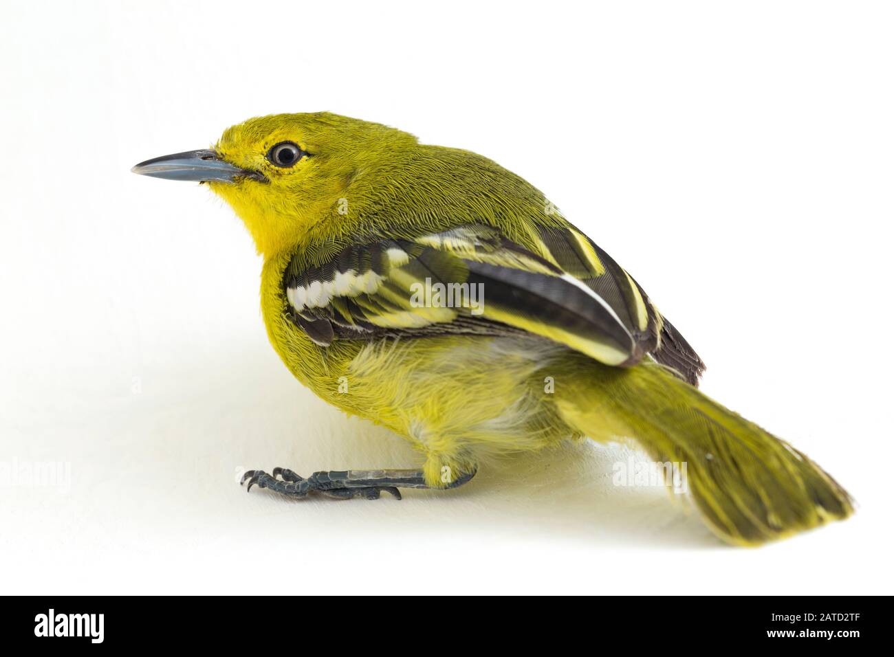 The common iora (Aegithina tiphia) isolated on white background Stock ...