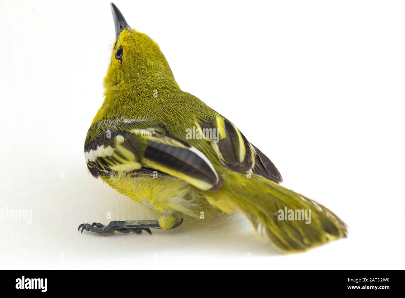 The common iora (Aegithina tiphia) isolated on white background Stock ...