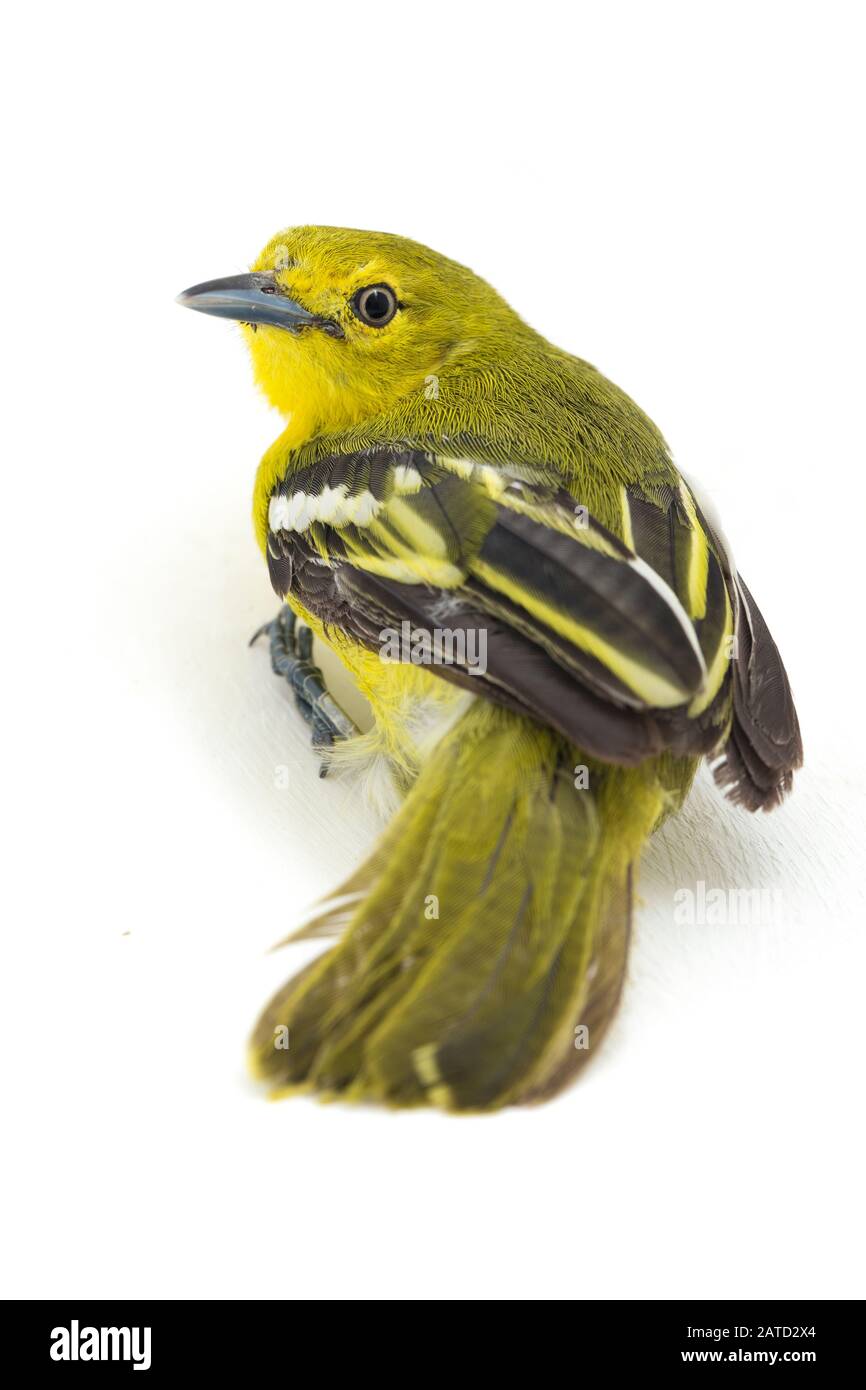 The common iora (Aegithina tiphia) isolated on white background Stock ...