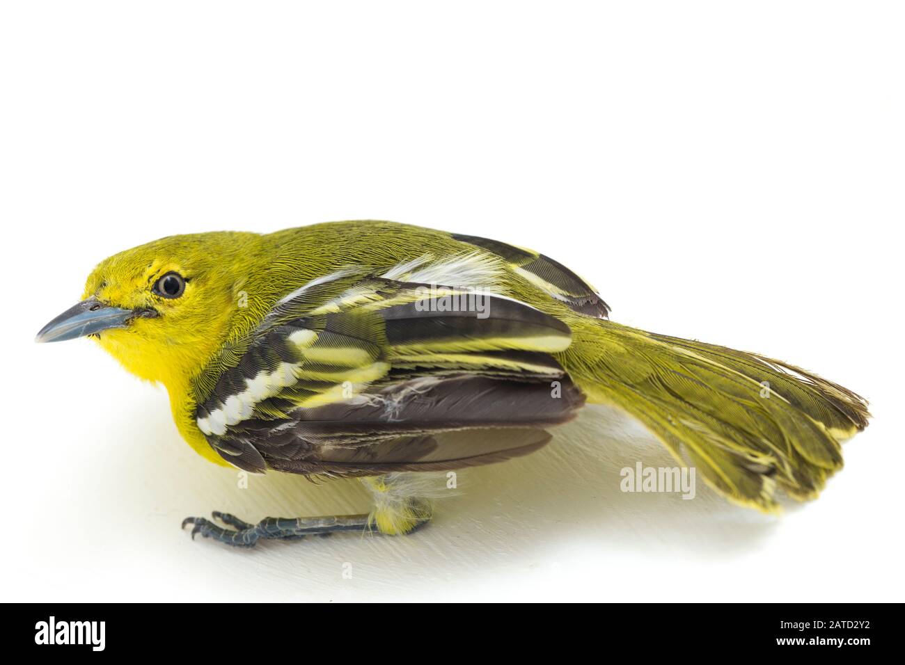 The common iora (Aegithina tiphia) isolated on white background Stock ...