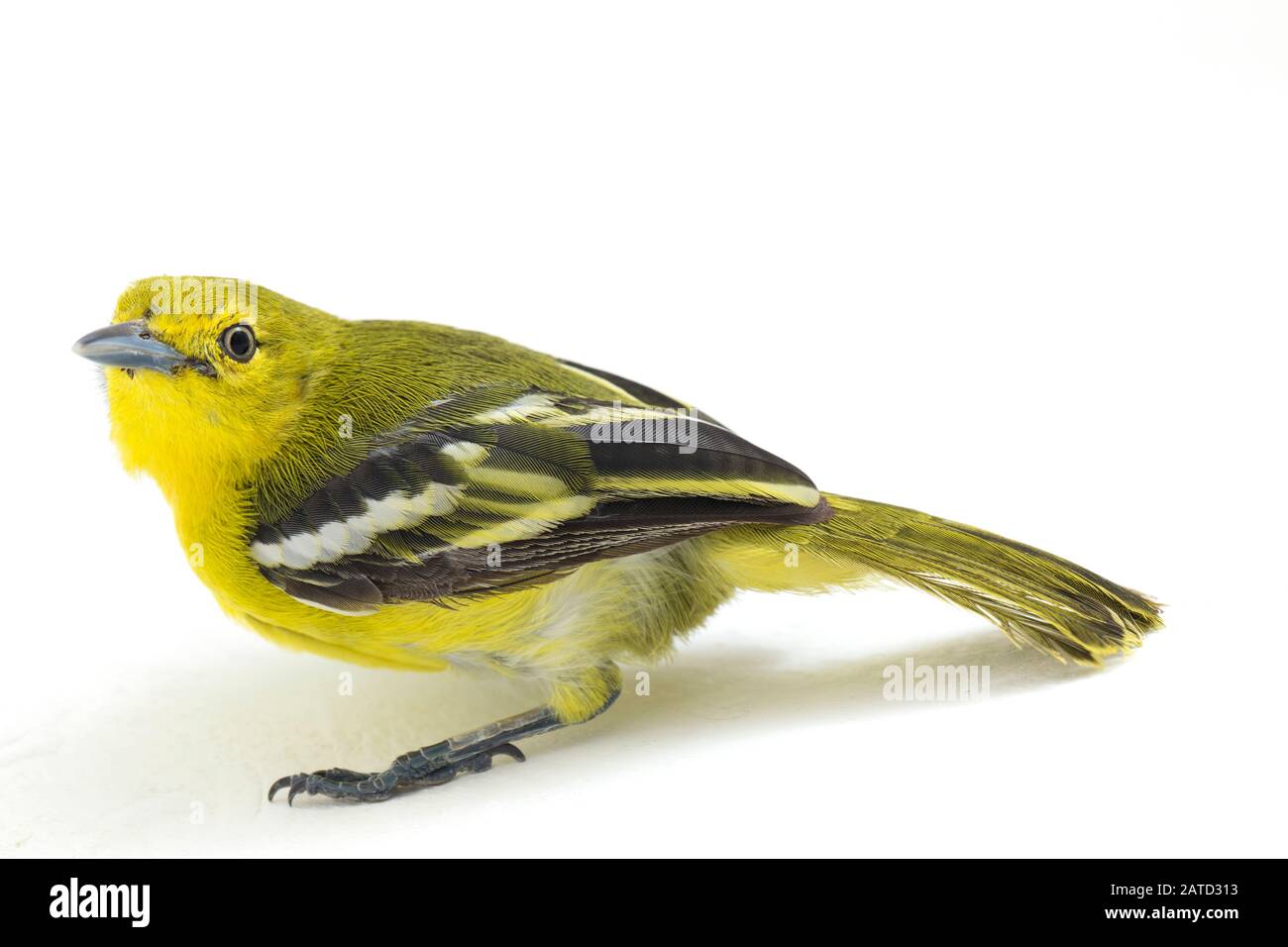 The common iora (Aegithina tiphia) isolated on white background Stock ...