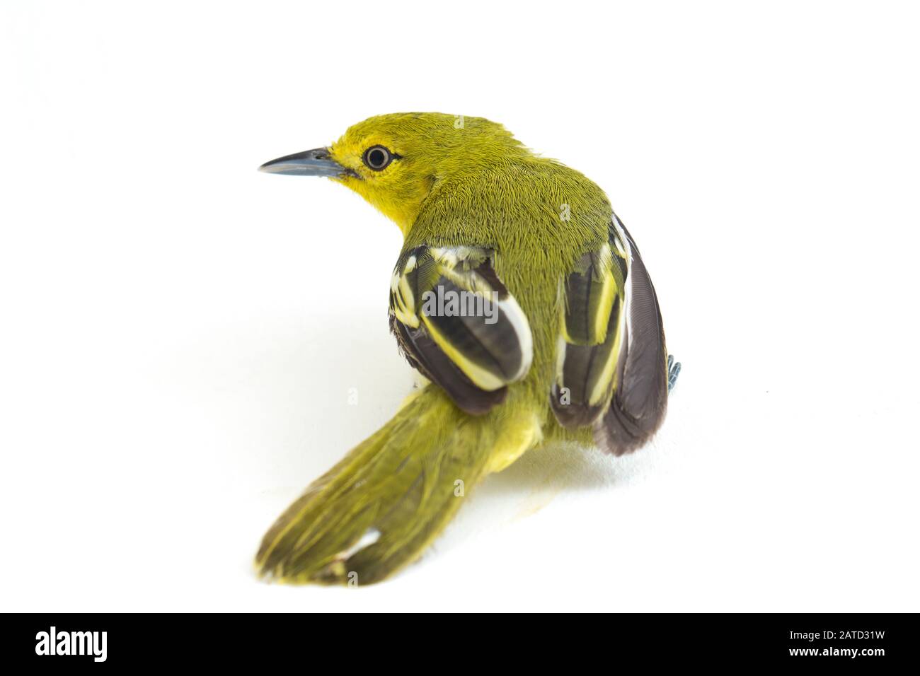 The common iora (Aegithina tiphia) isolated on white background Stock ...