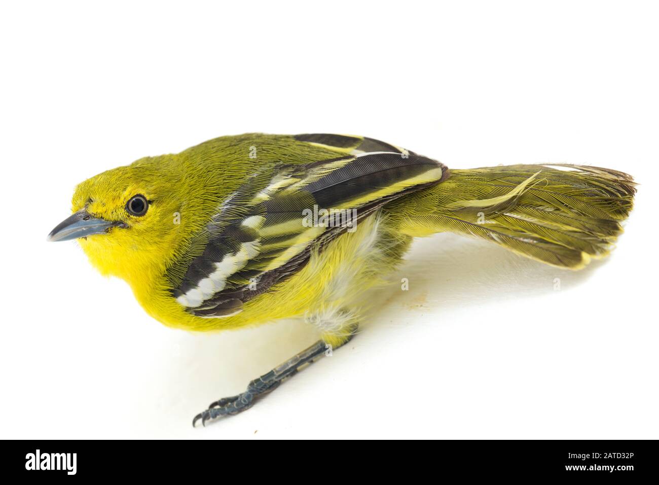 The common iora (Aegithina tiphia) isolated on white background Stock ...