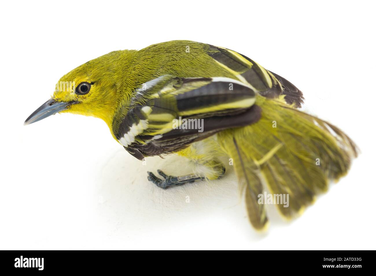 The common iora (Aegithina tiphia) isolated on white background Stock ...
